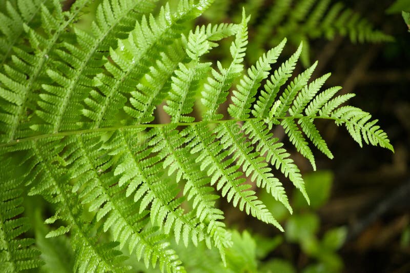 Fern frond stock photo. Image of macro, backdrop, detailed - 11513754