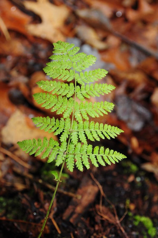 Fern frond stock image. Image of forest, nature, detail - 12105521