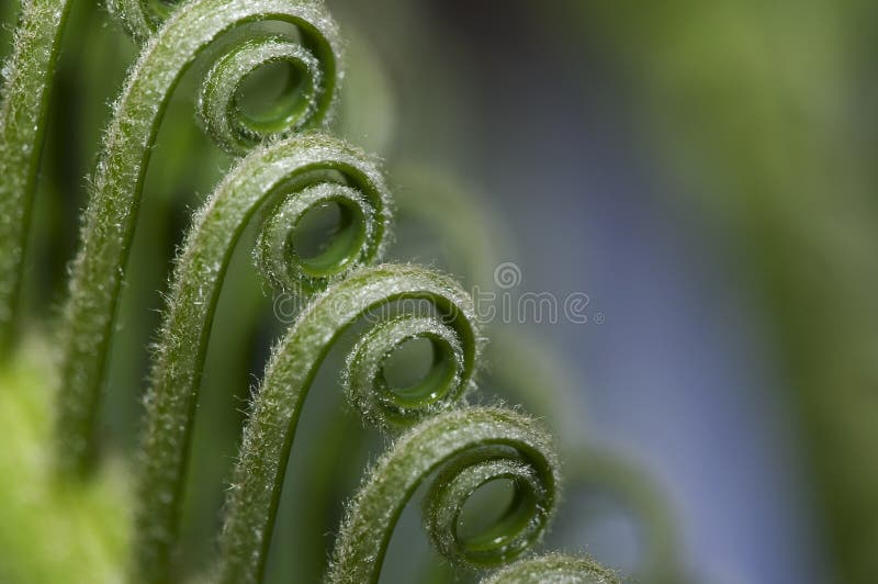 Fern Frond stock photo. Image of growing, green, fuzz - 21119190