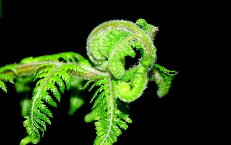 Fern frond stock photo. Image of frond, environment, greenery - 22807084