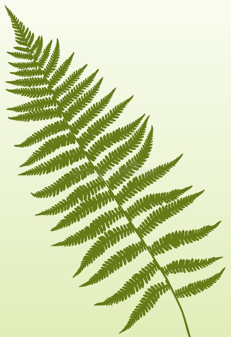 Fern Frond Stock Illustrations – 14,015 Fern Frond Stock Illustrations ...