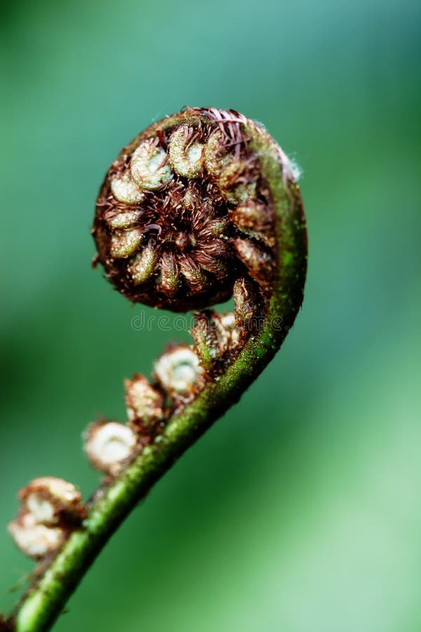 Fern Frond stock image. Image of fern, grow, detail, foliage - 529261