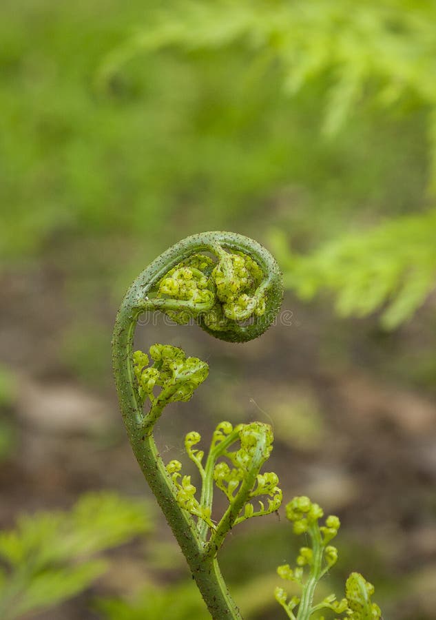 Fern Frond imagen de archivo. Imagen de fronda, hermoso - 60999477
