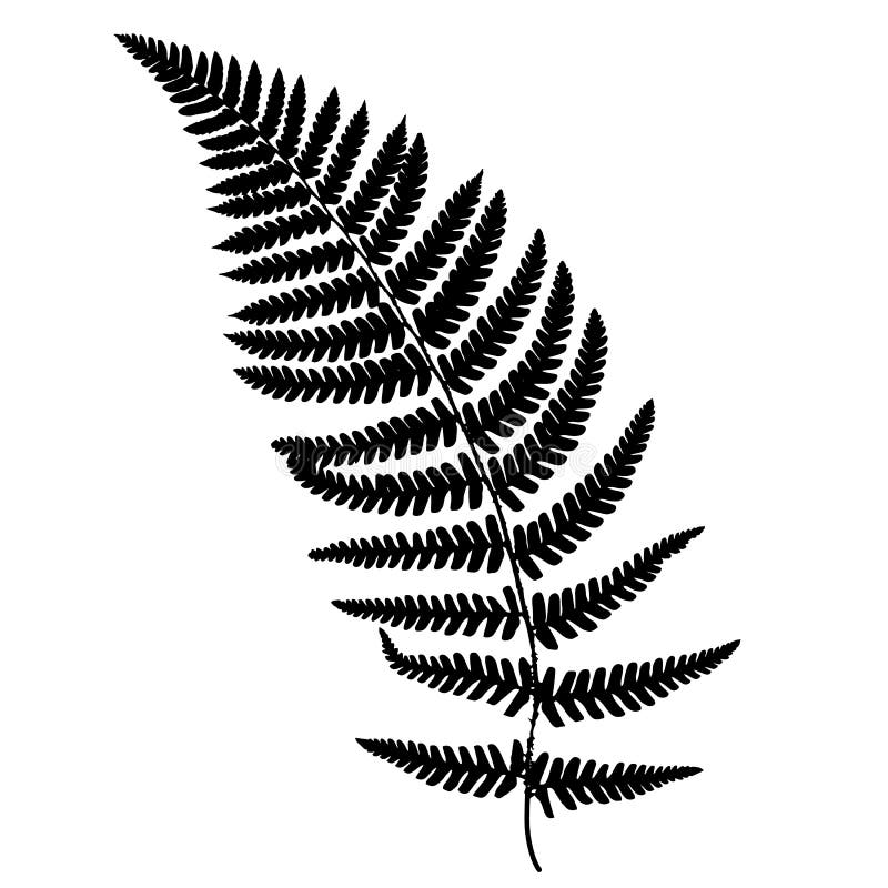 Fern Frond Vintage Illustration Stock Vector - Illustration of ...