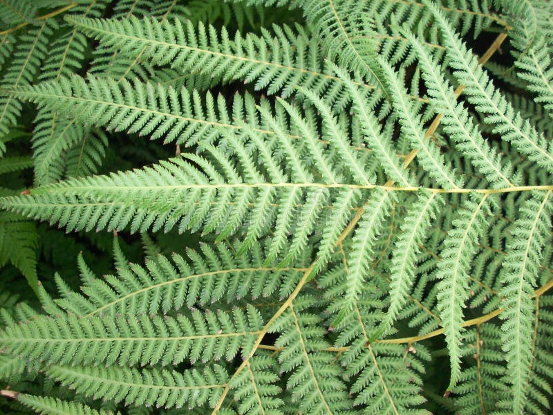 Fern Frond stock image. Image of growth, attraction, fern - 54952951