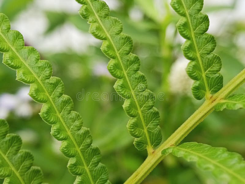 Fern Frond Close-up Showing Detailed Leaf Structure and Greenery Stock ...