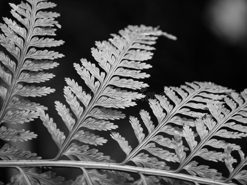 Fern frond closeup stock image. Image of forest, shape - 69337825