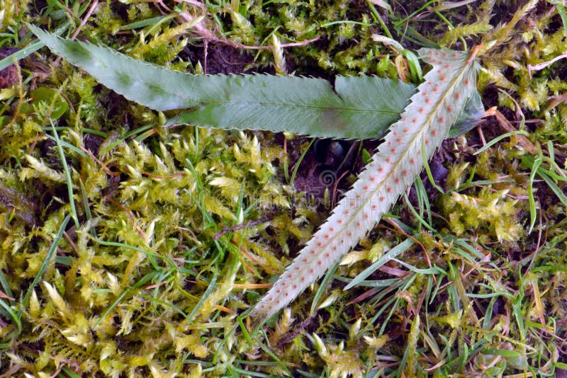 Fern Frond Eggs 03 stock photo. Image of munitum, plant - 242109686