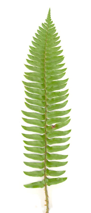 Fern Frond isolated stock image. Image of sword, branching - 1137577