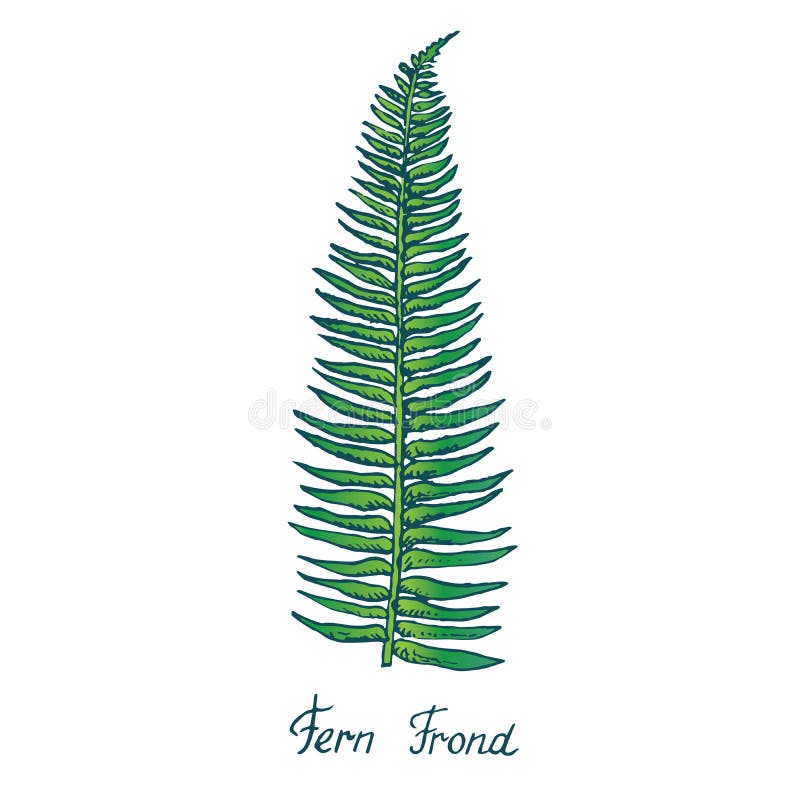 Fern Frond Leaf, Hand Drawn Doodle, Sketch Stock Vector - Illustration ...