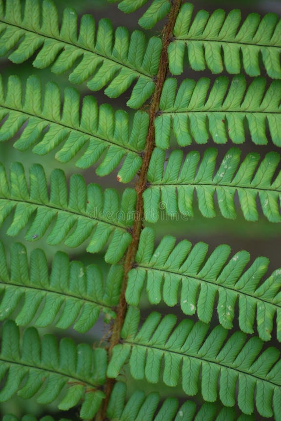 Fern frond macro stock image. Image of frond, leaves - 16389791