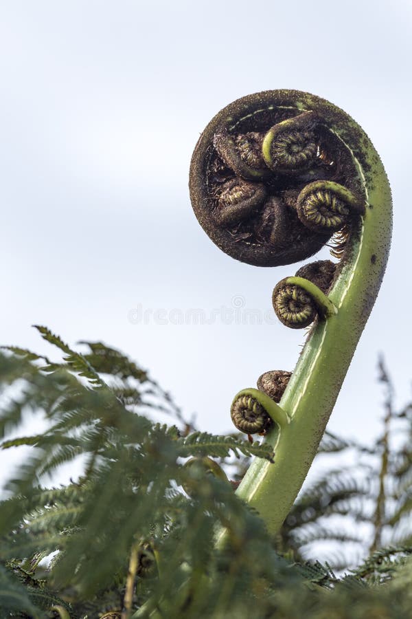 Punga fern by the lake stock photo. Image of growth, ponga - 7614882