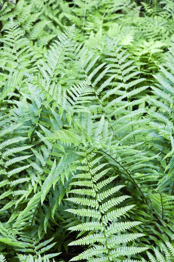 Fern fronds stock image. Image of woods, urban, fronds - 24155297