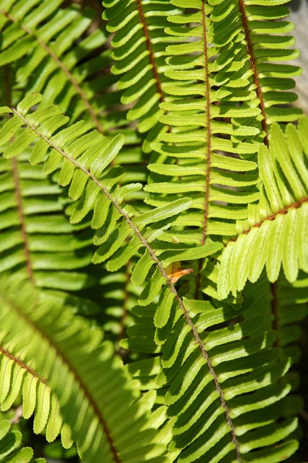 Fern fronds stock photo. Image of branches, frond, gardens - 605956