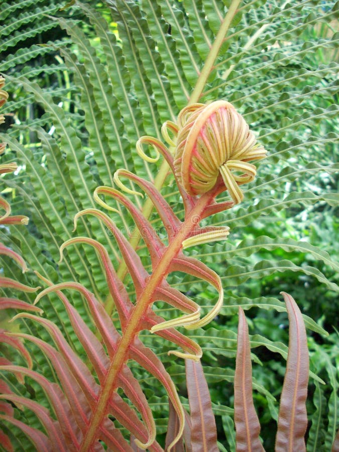 Fern Fronds stock photo. Image of full, background, green - 55789384