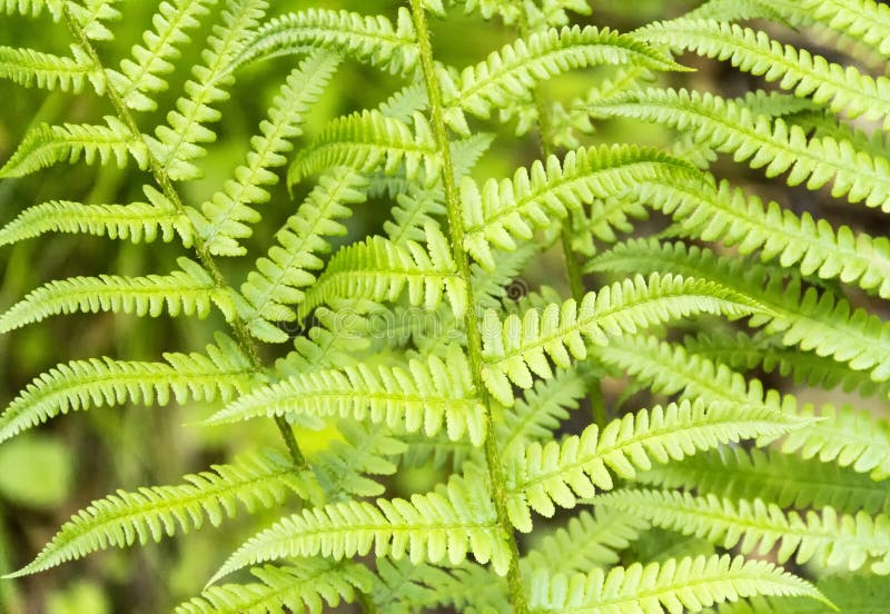 Fern fronds closeup stock image. Image of environment - 94290745