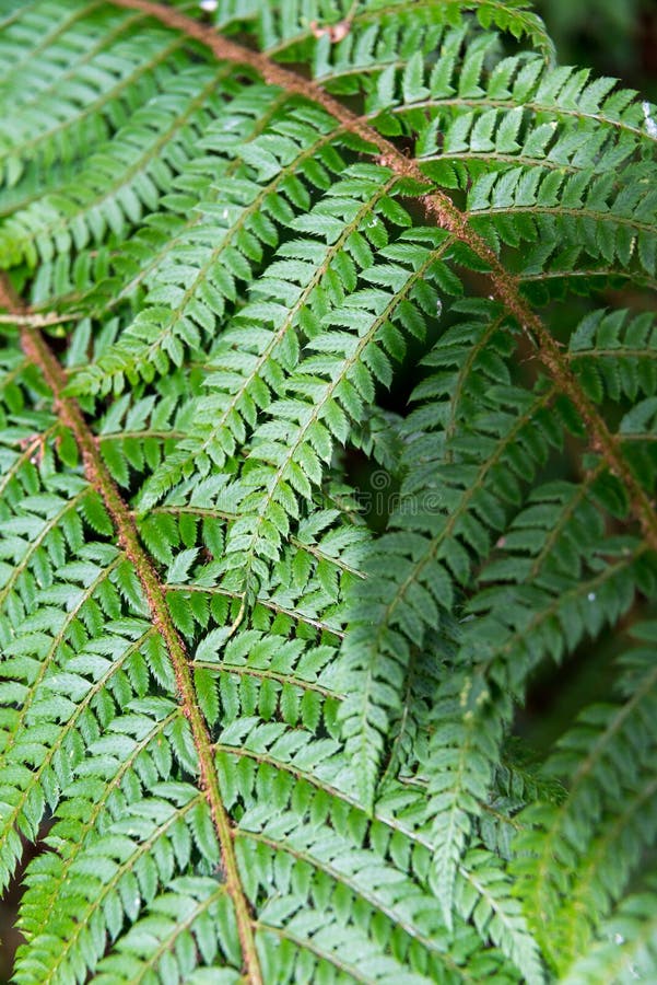 Fern fronds stock image. Image of vegetative, nature - 46891575