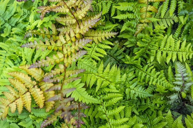 Fern fronds stock image. Image of plant, leaf, lots - 279549893