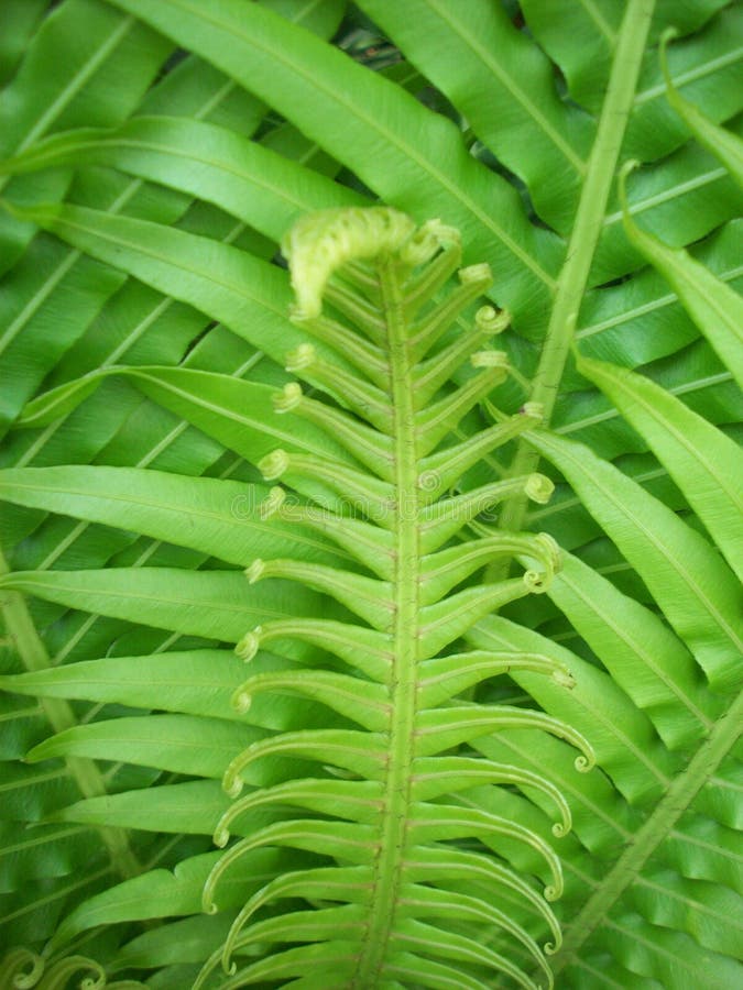 Fern Fronds stock image. Image of growth, outside, spring - 56426243