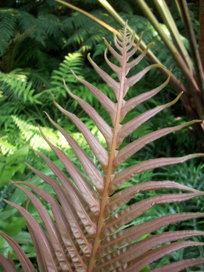 Fern Fronds stock image. Image of minnesota, growth, fronds - 56426271