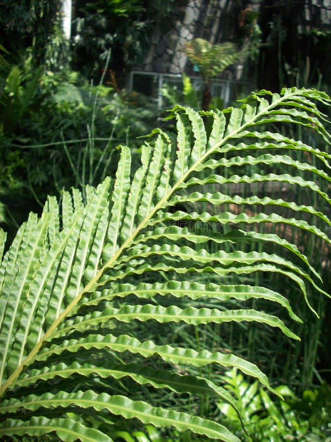 Fern Fronds stock photo. Image of life, bloom, edge, landscape - 57249676