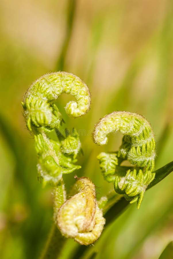 Fern Heart stock photo. Image of shape, naturally, curled - 92497620