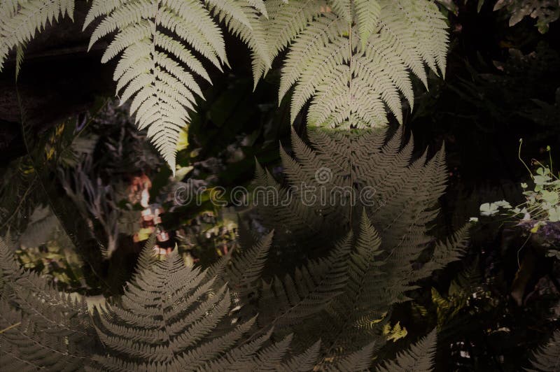 Fern stock image. Image of deep, fronds, curious, natural - 84921873