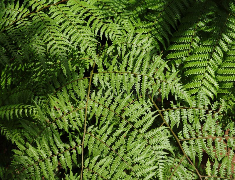 A Fern Fronds View from Up in Direct Sunlight Stock Photo - Image of ...