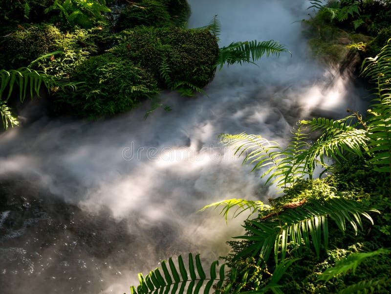 Fern Garden with Fog Over the Water Stock Photo - Image of fresh ...