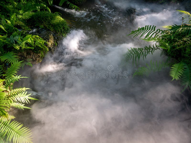 Fern Garden with Fog Over the Water Stock Photo - Image of detail, life ...