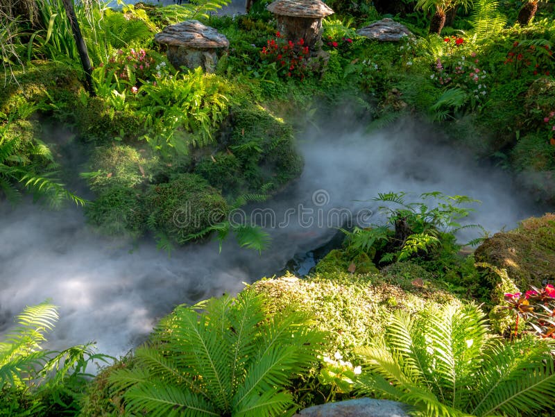 Fern Garden with Fog Over the Water Stock Photo - Image of abstract ...