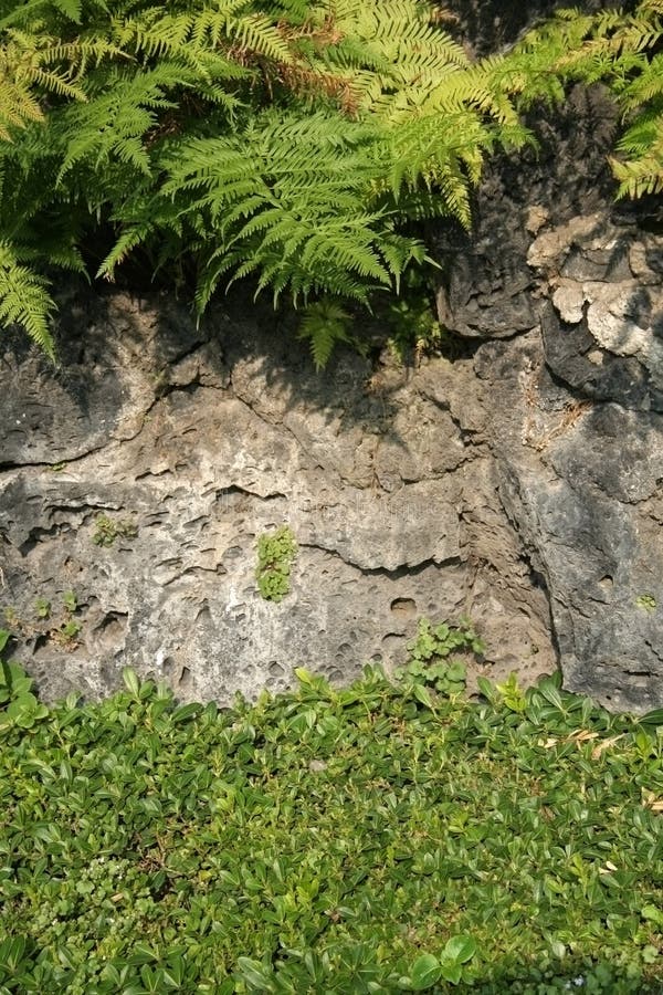 Fern garden wall stock photo. Image of wall, decoration - 1359378
