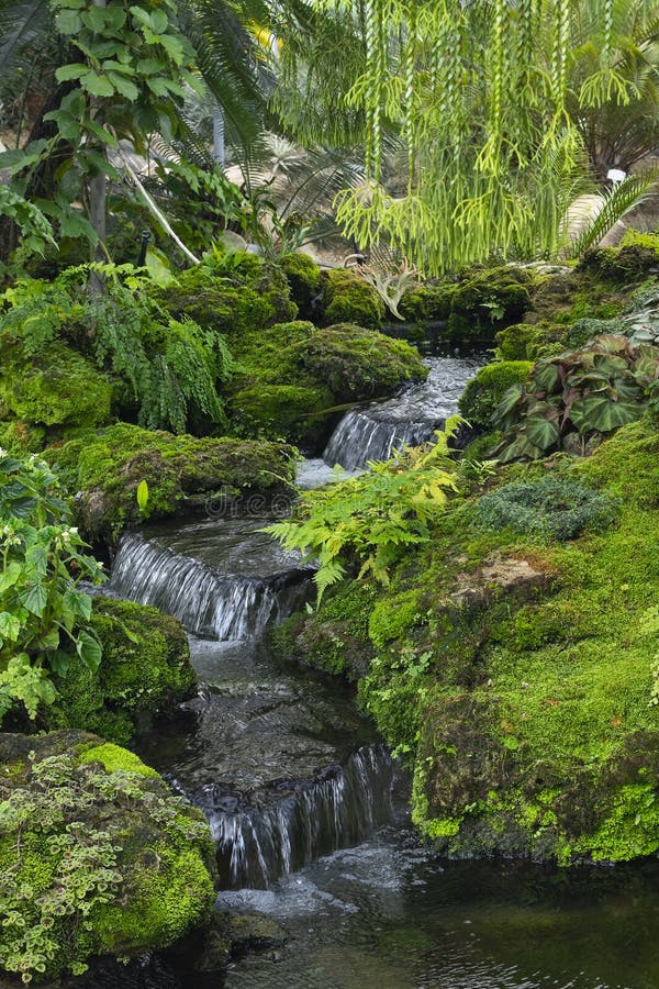 Fern Gardens and Trees with a Small Waterfall Stock Image - Image of ...