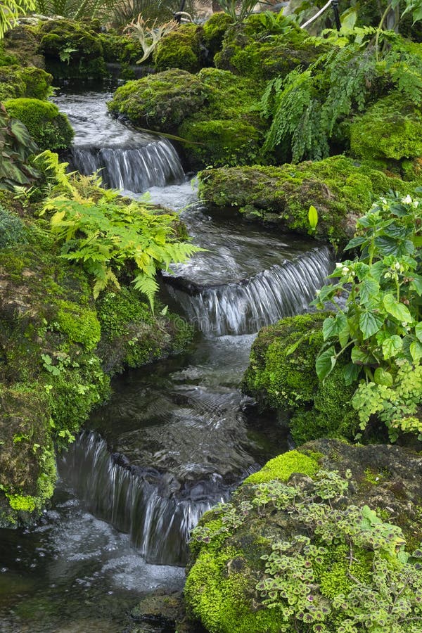 Fern Gardens and Trees with a Small Waterfall Stock Photo - Image of ...