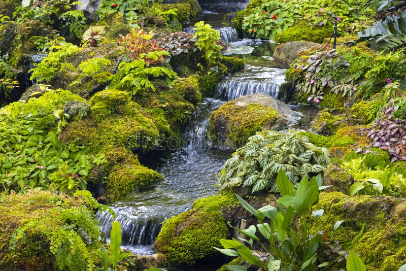 Fern Gardens and Trees with a Small Waterfall Stock Photo - Image of ...