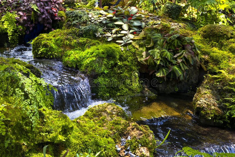 Fern Gardens and Trees with a Small Waterfall Stock Photo - Image of ...