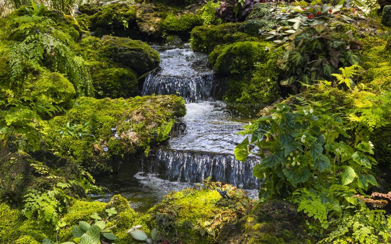 Fern Gardens and Trees with a Small Waterfall Stock Photo - Image of ...