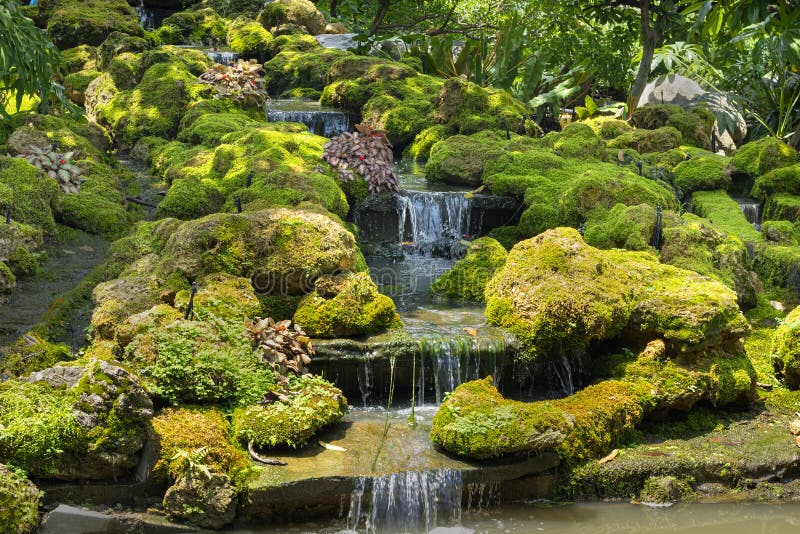 Fern Gardens and Trees with a Small Waterfall Stock Photo - Image of ...