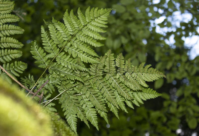 Fern in a german wood stock image. Image of wood, natural - 289498115
