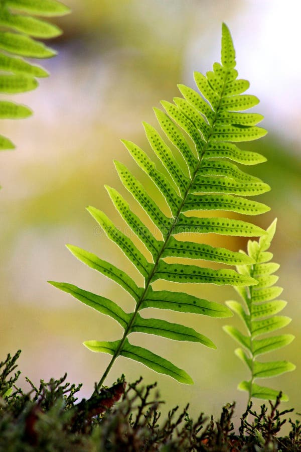 Fern stock photo. Image of macro, glowing, pretty, fern - 49432830