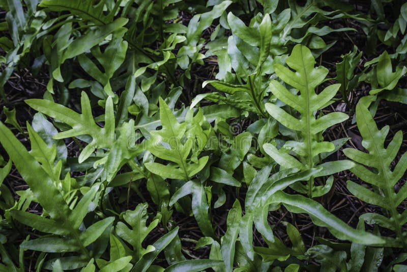 Fern, grass stock photo. Image of lush, branch, stem - 79445776