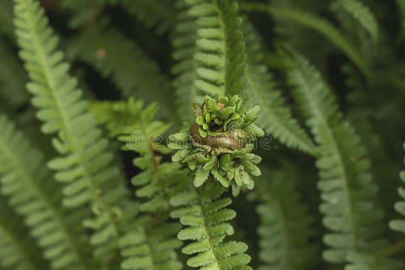 Fern Green Fronds Unfolding Stock Image - Image of ecosystem, foliage ...