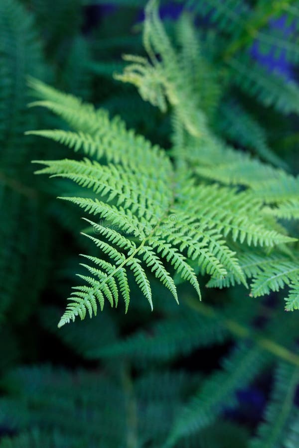 Fern Green Leaf Closeup on Blurred Foliage Stock Image - Image of ...