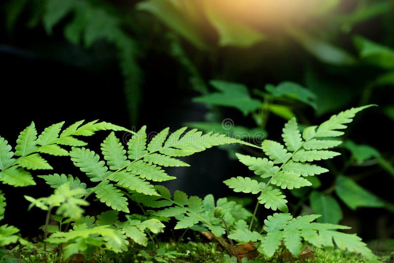 Fernin Stock Photos - Free & Royalty-Free Stock Photos from Dreamstime