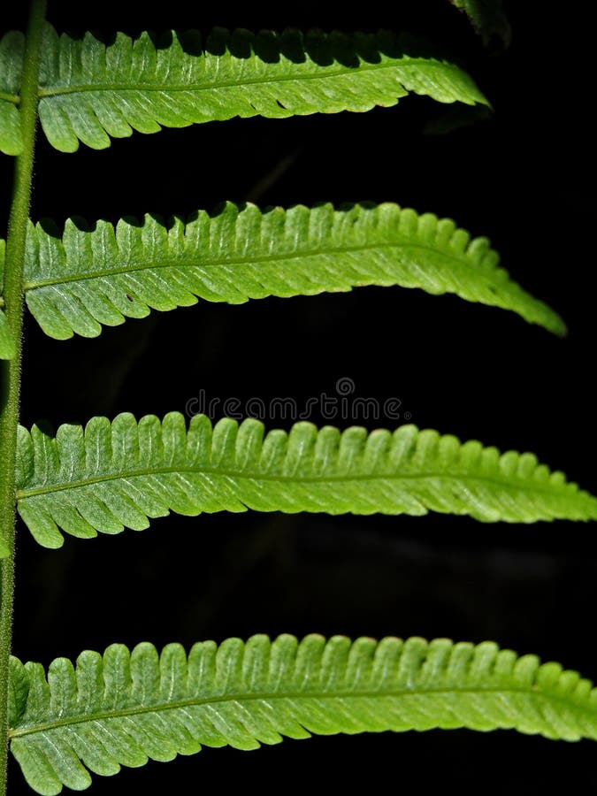 Fern,Green Leaf Texture,Close Up of Green Fern Leaves,closeup,green ...