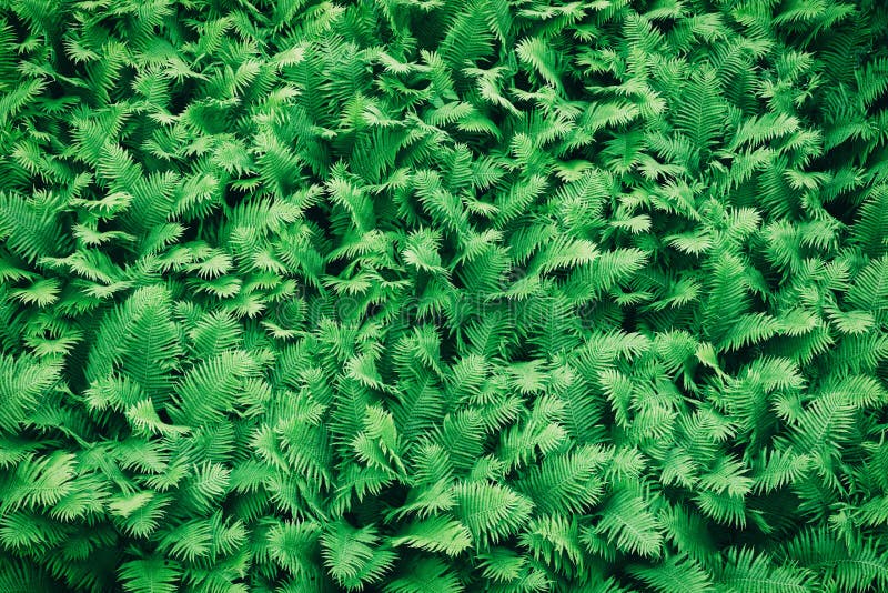 Fern Green Leaves Background. Natural Botanic Texture Stock Photo ...