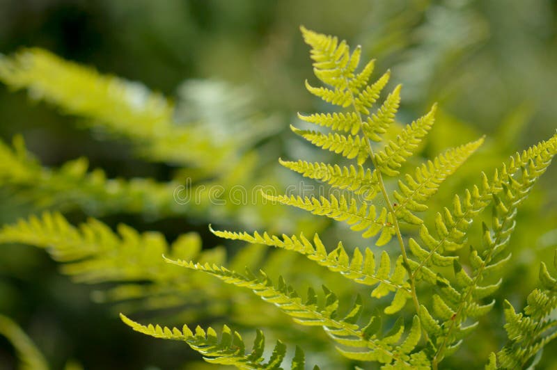 Fern stock photo. Image of fern, wildlife, europe, wild - 154180644