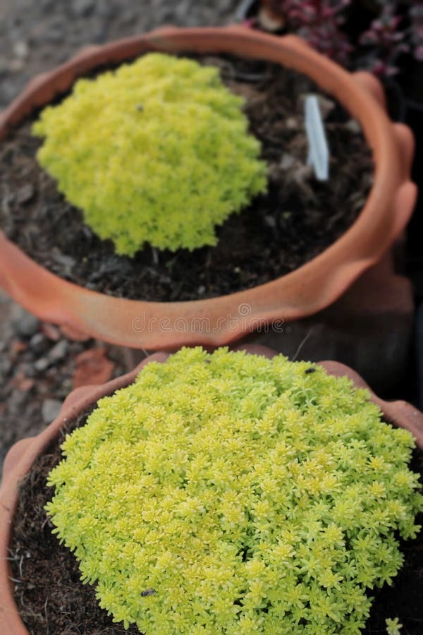 Fern green with the nature stock photo. Image of nature - 54376378