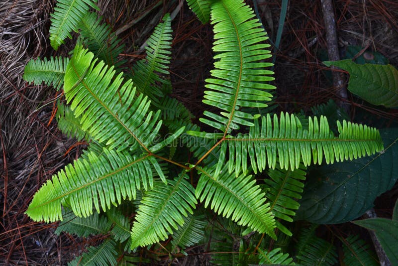 Fern Green stock photo. Image of botanical, simplicity - 47571998