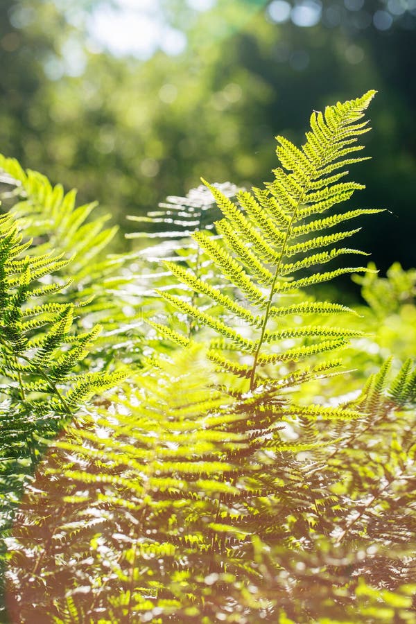 Fern Greens on a Sunny Morning Stock Photo - Image of sunrise, wildlife ...